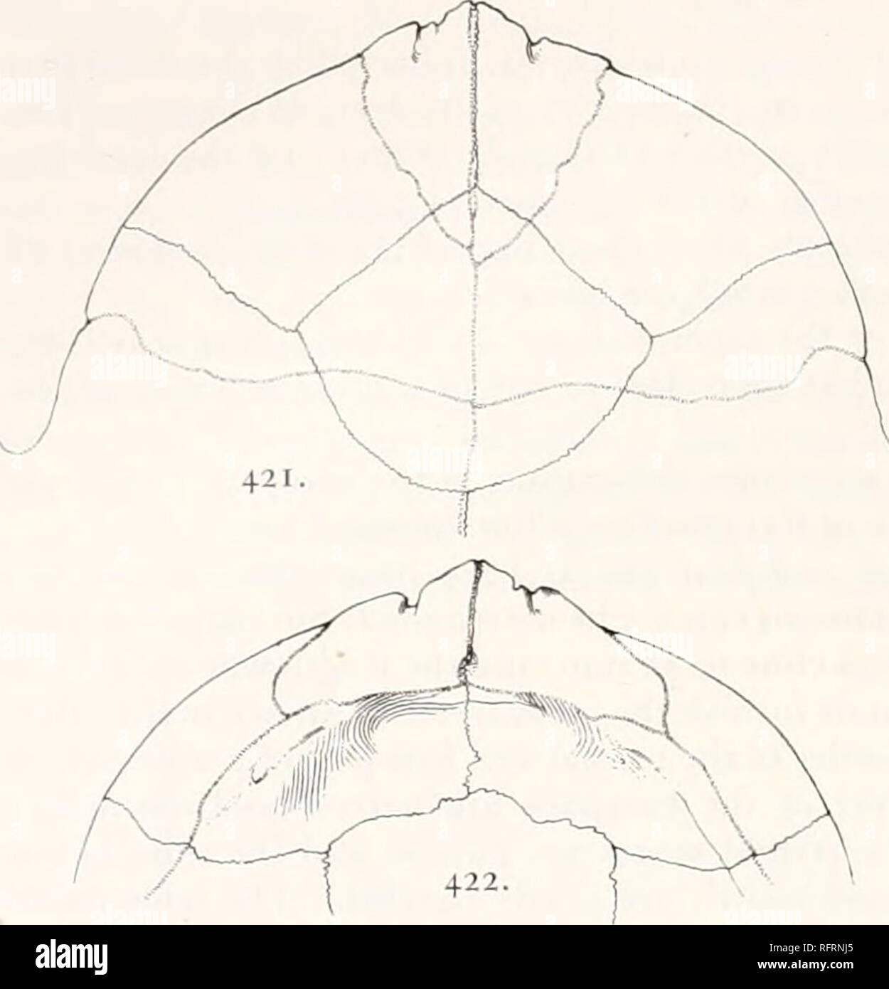 . Carnegie Institution of Washington publication. 324 FOSSIL TURTLES OF ...
