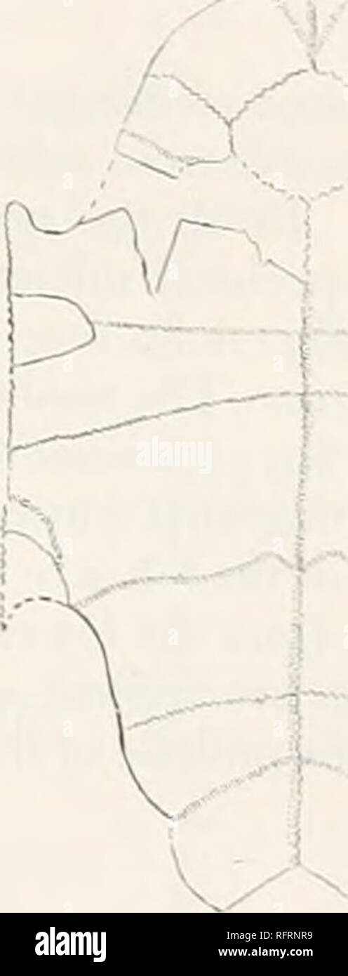 . Carnegie Institution of Washington publication. . 391 FlGS. 389-391 ...