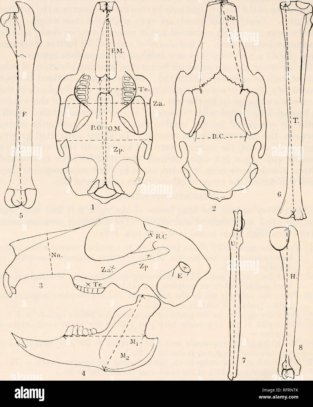 Rabbit Skull High Resolution Stock Photography and Images - Alamy