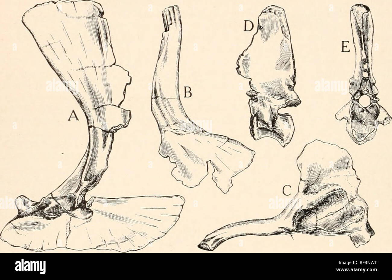 Proximal attachment hi-res stock photography and images - Alamy