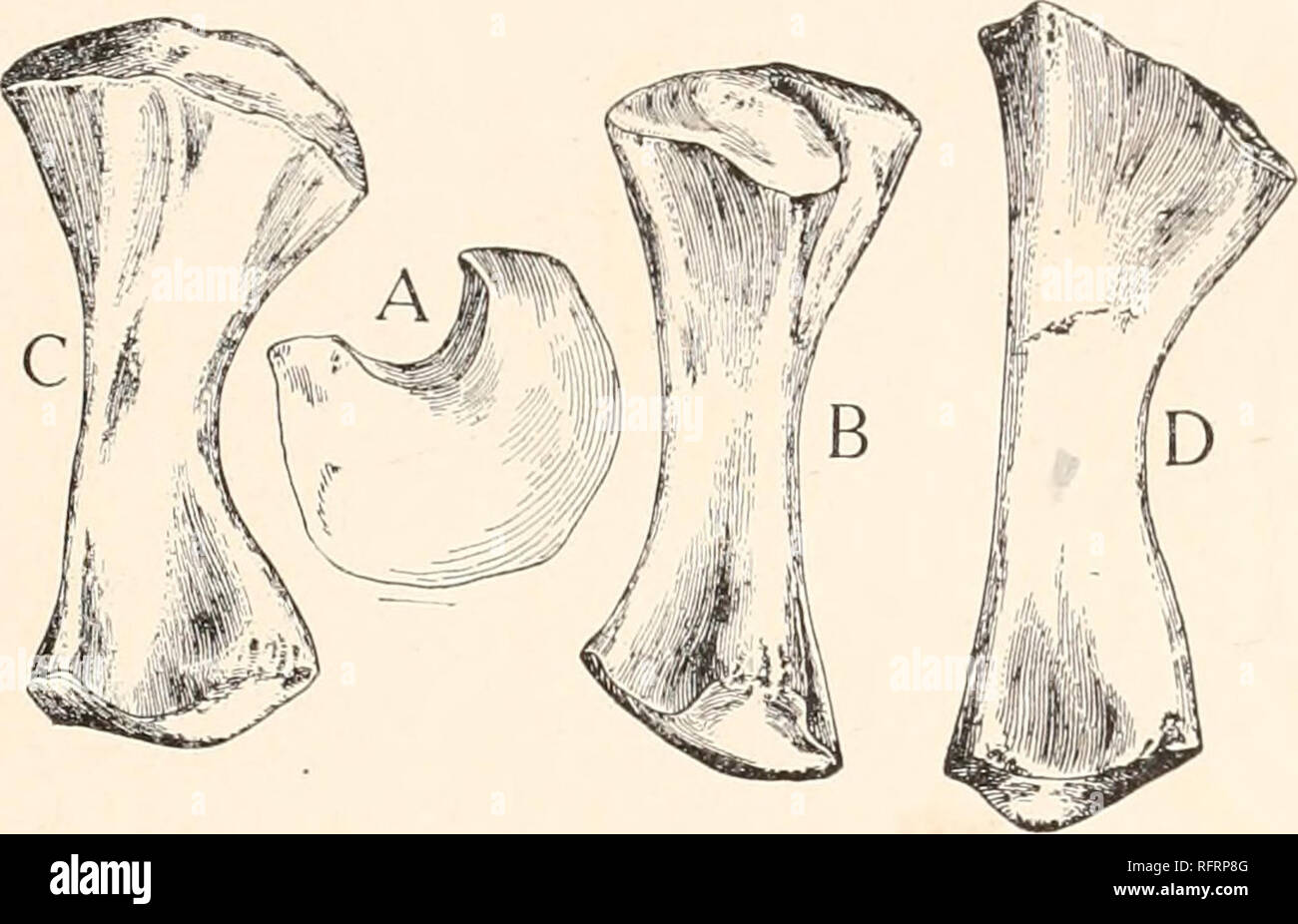 Vertebratefossils hi-res stock photography and images - Alamy