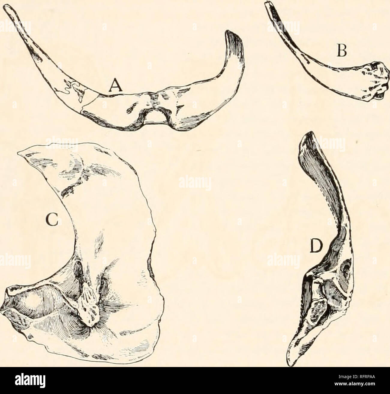 Subscapular fossa hi-res stock photography and images - Alamy