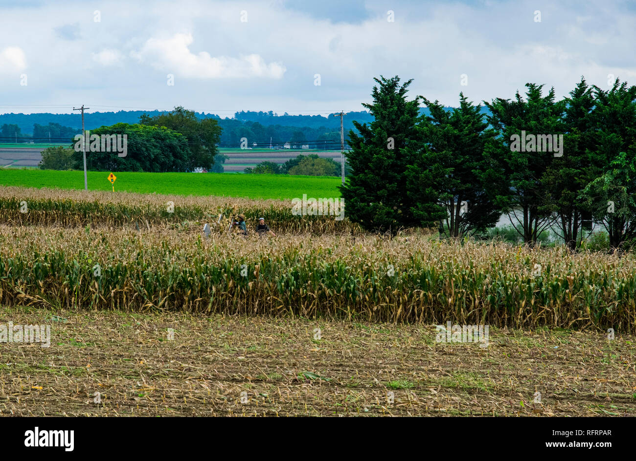 Beautiful sunny day corn fields hi-res stock photography and images - Alamy
