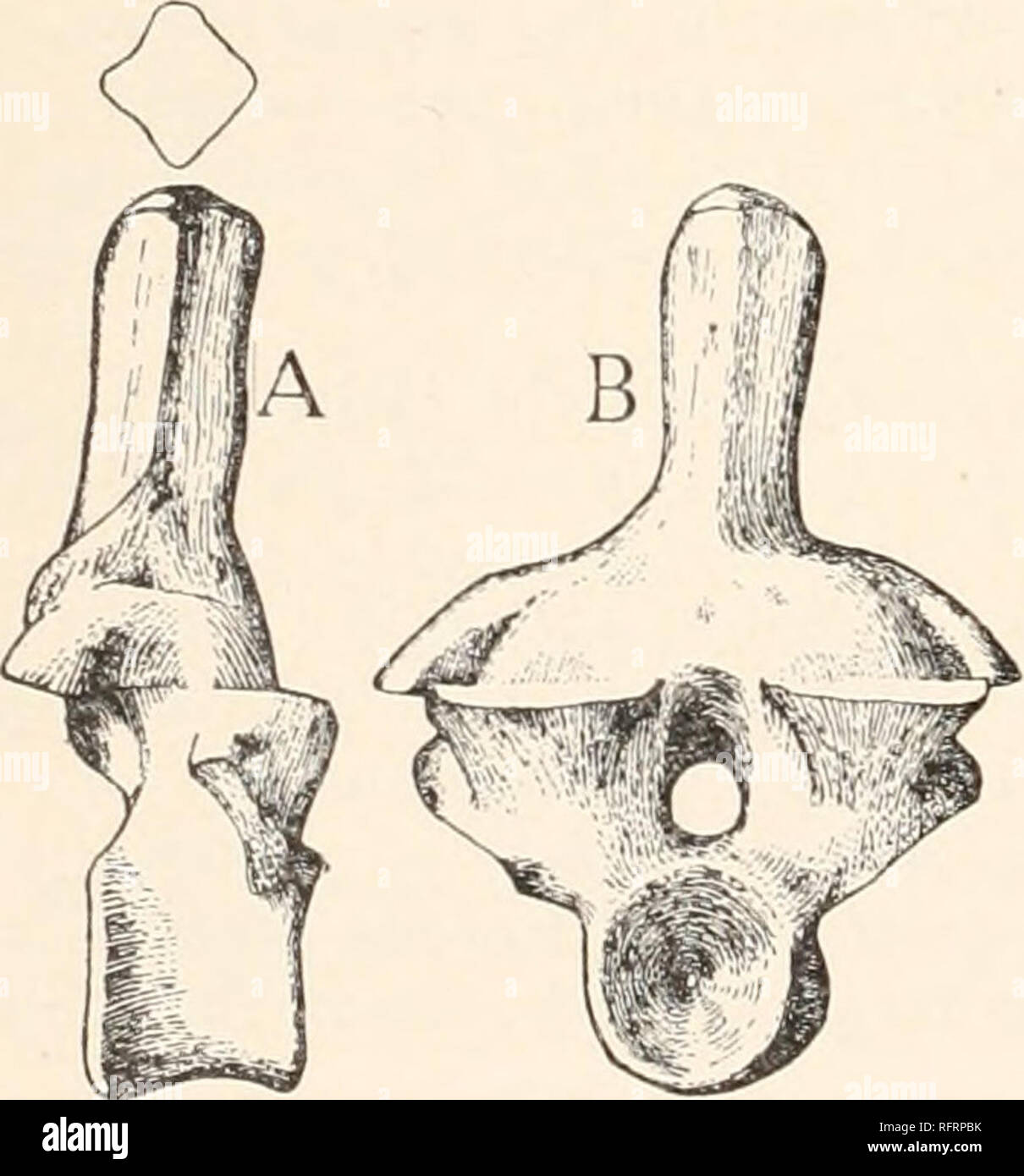 . Carnegie Institution of Washington publication. Fig. 5.—Chenoprosopus ...