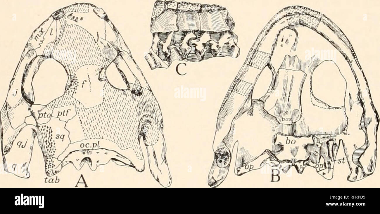 . Carnegie Institution of Washington publication. 8 PERMO-CARBONIFEROUS ...