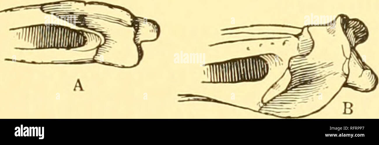 Mandibular notch hi-res stock photography and images - Alamy