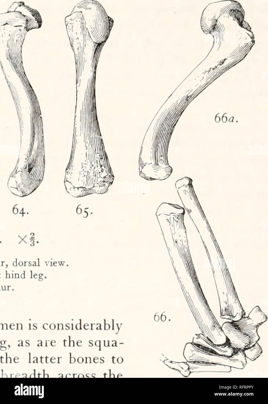 . Carnegie Institution of Washington publication. FlGS. 61—66.—Baena ...