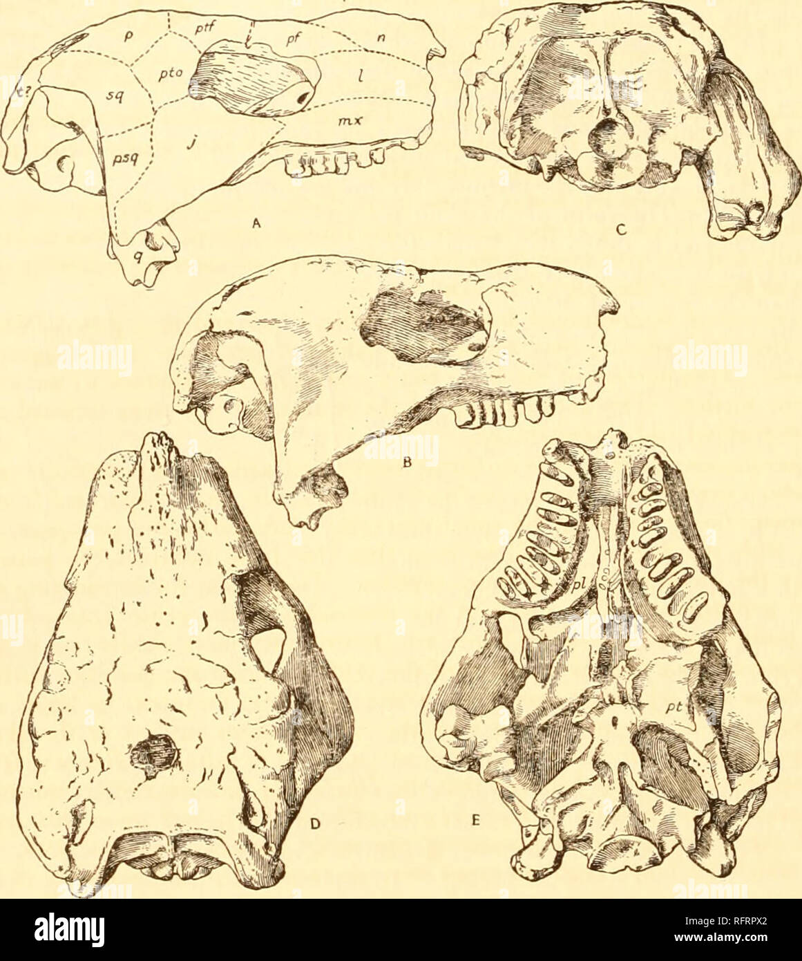 . Carnegie Institution of Washington publication. 68 A REVISION OF THE ...