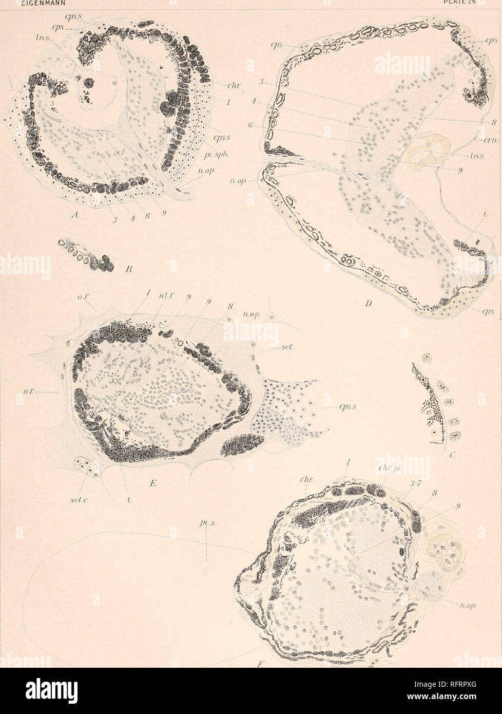 Pigment cell fish hi-res stock photography and images - Alamy
