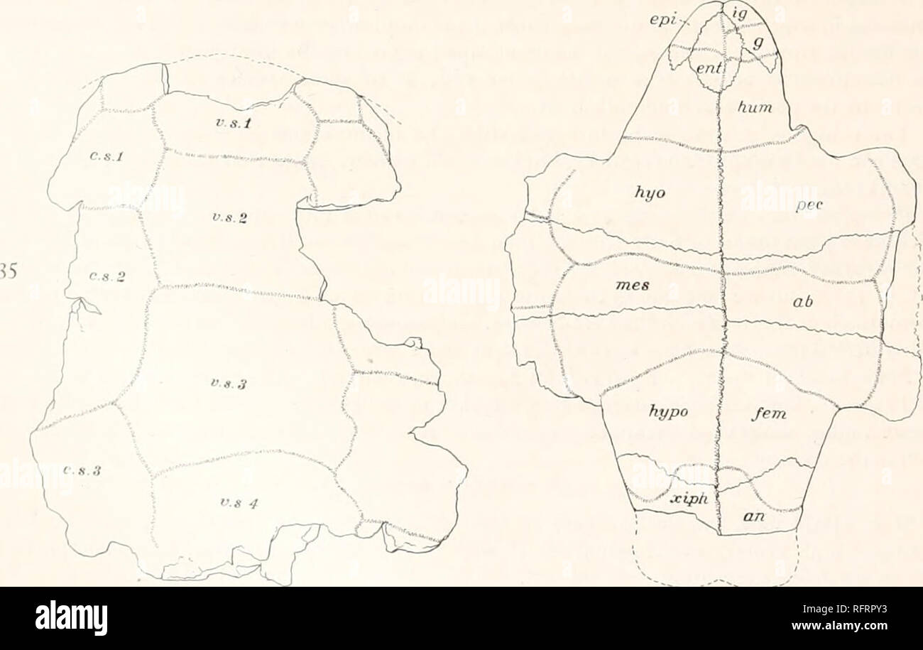 . Carnegie Institution of Washington publication. 6o FOSSIL TURTLES OF ...