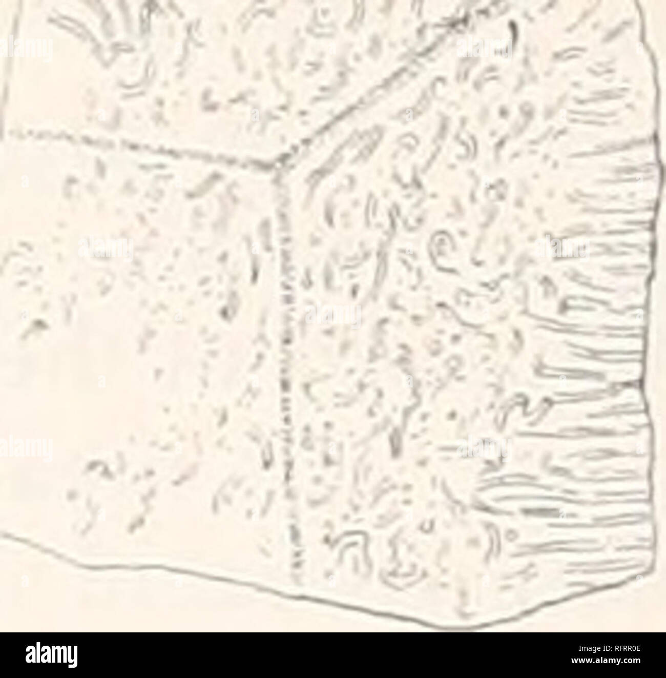 Glyptops hi-res stock photography and images - Alamy