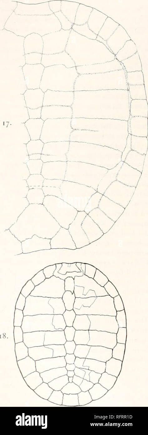 Shoulder girdles hi-res stock photography and images - Alamy