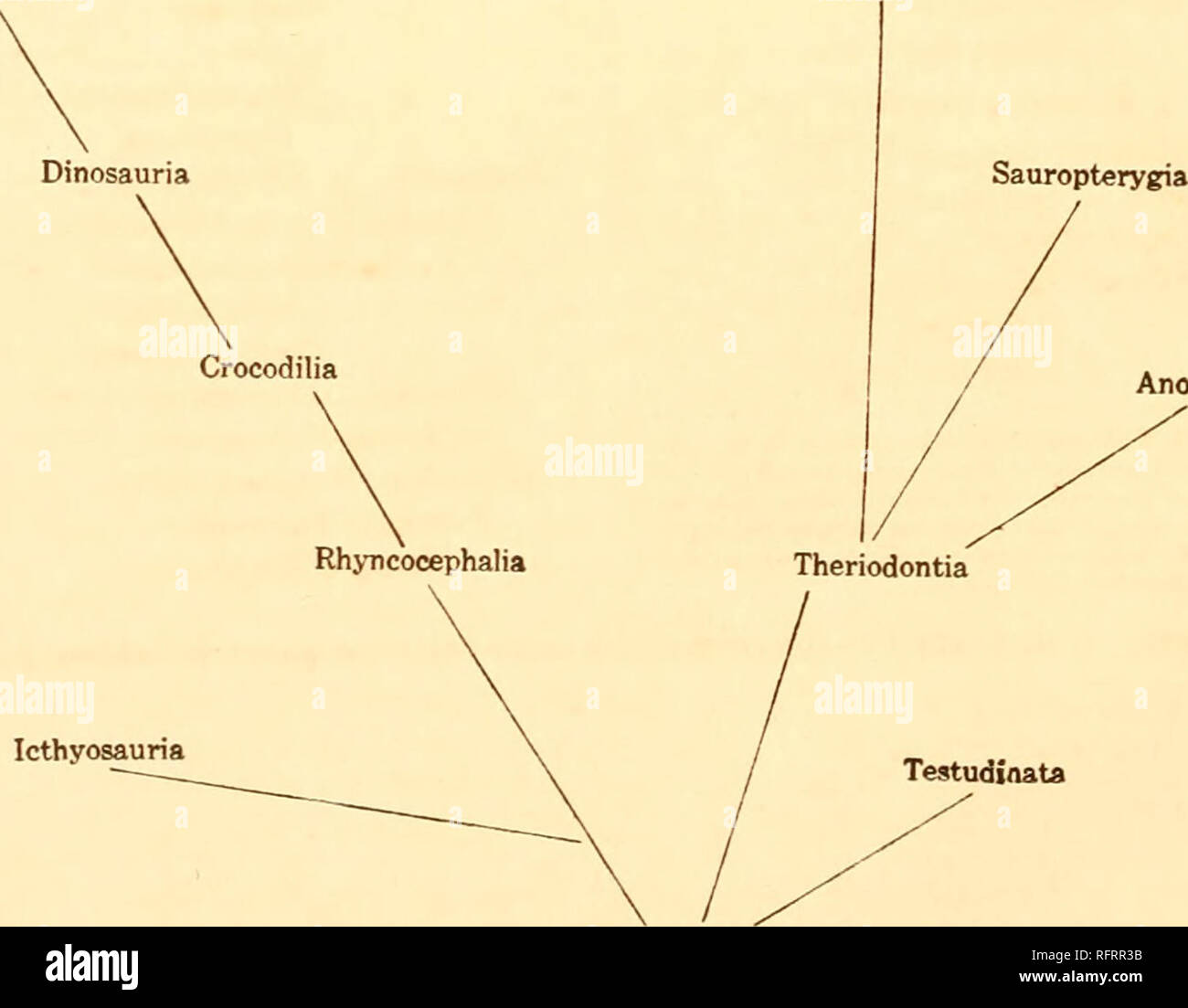 Anomodontia hi-res stock photography and images - Alamy