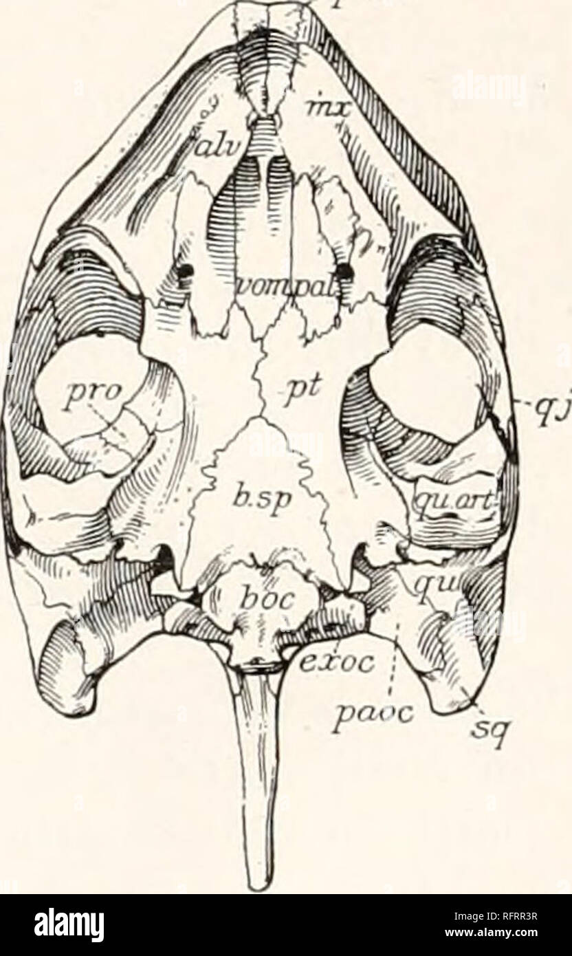 . Carnegie Institution of Washington publication. . Figs. 3 and 4 ...