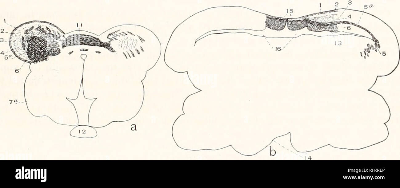 . Carnegie Institution of Washington publication. OPTIC LOBES OF ...