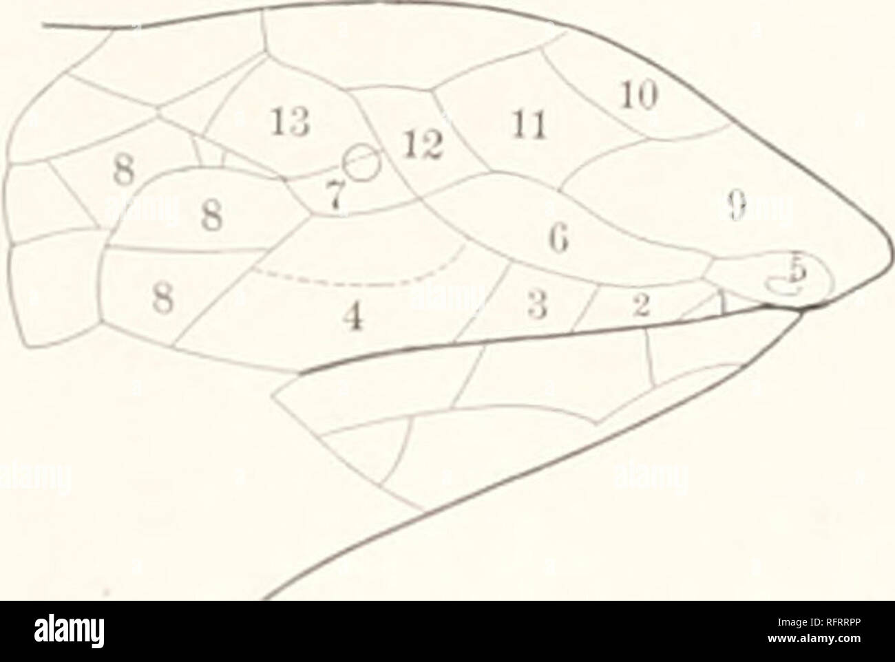 Lizard with half a tail hi-res stock photography and images - Alamy