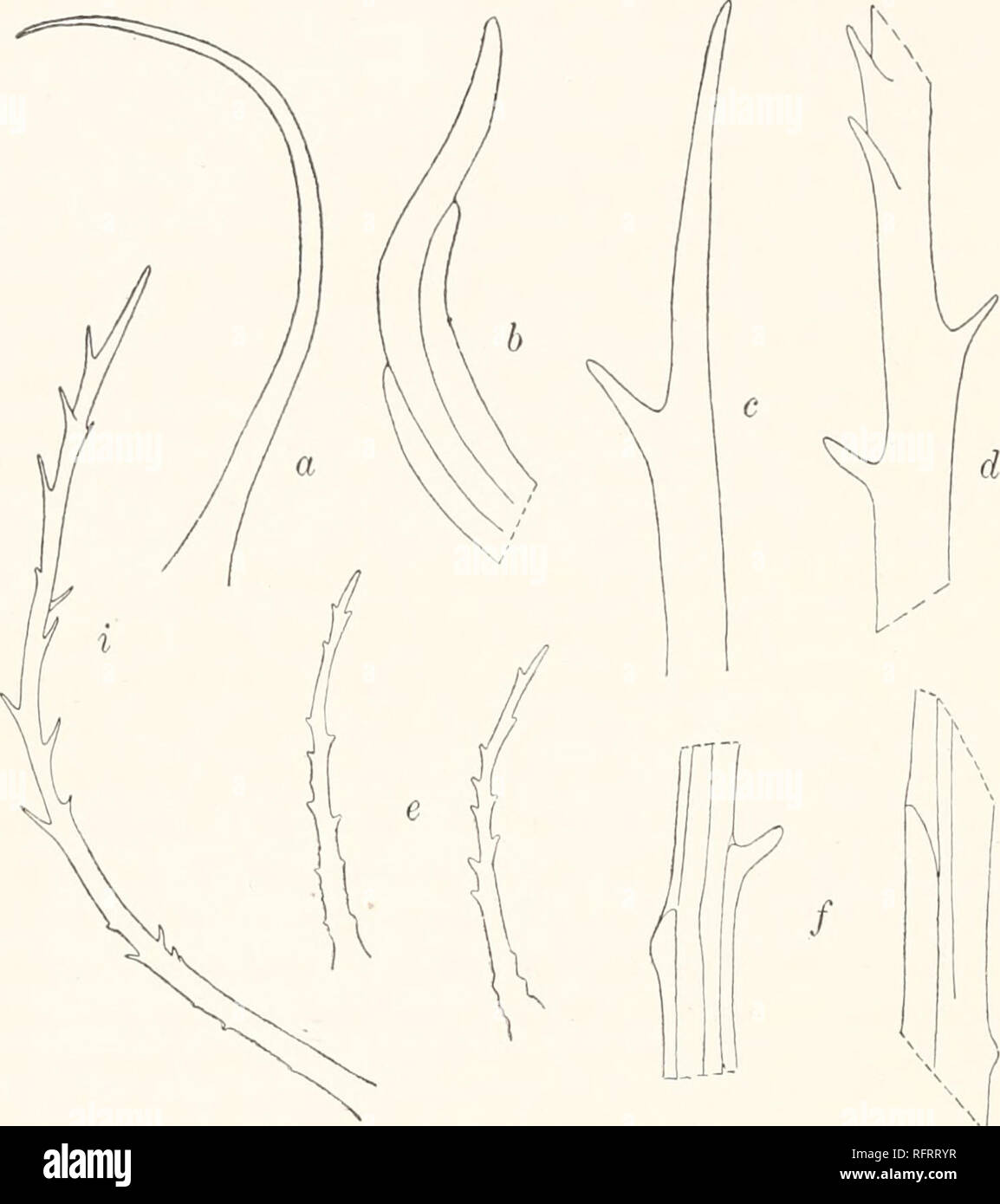Multicellular trichome hi-res stock photography and images - Alamy