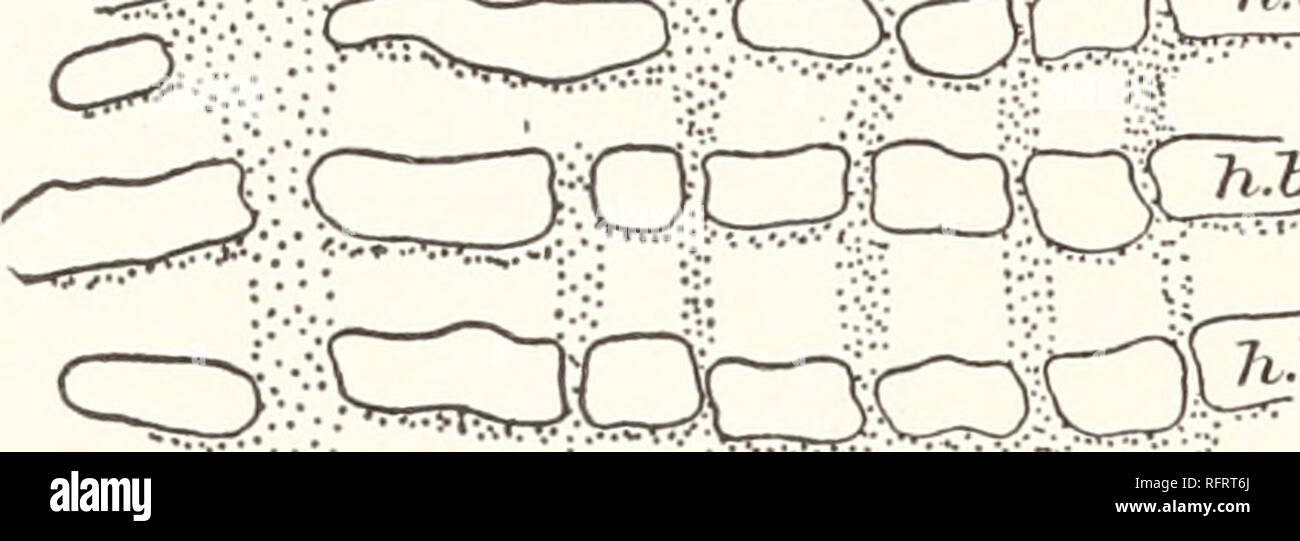 Stem cell differentiation hi-res stock photography and images - Alamy