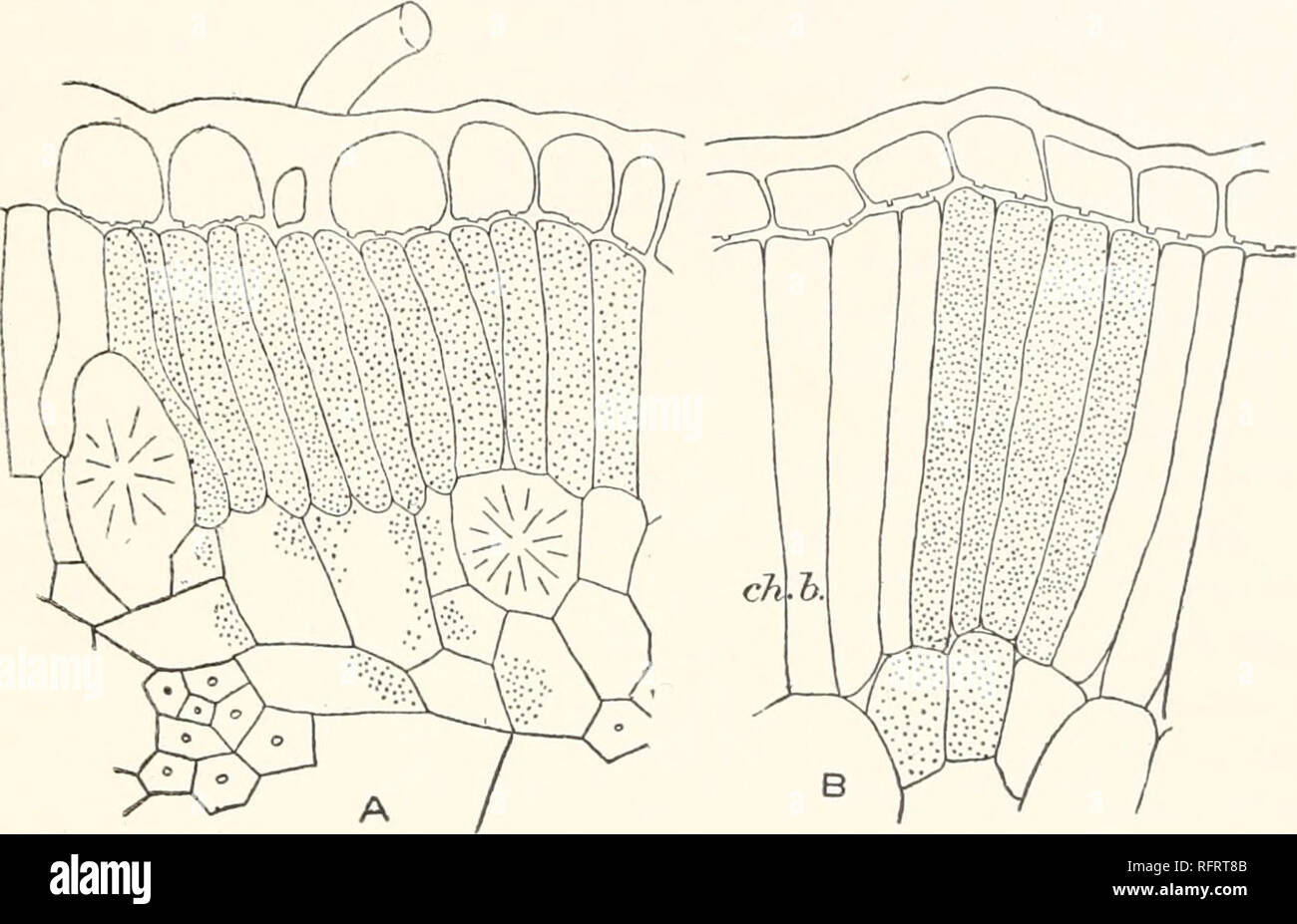 Unlabeled Cross Section Of A Leaf