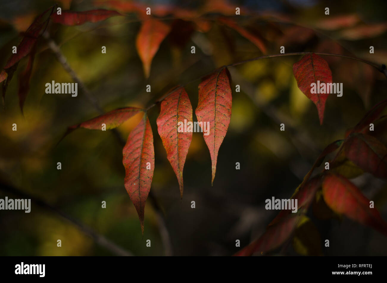 Oak leaves turning red hi-res stock photography and images - Alamy