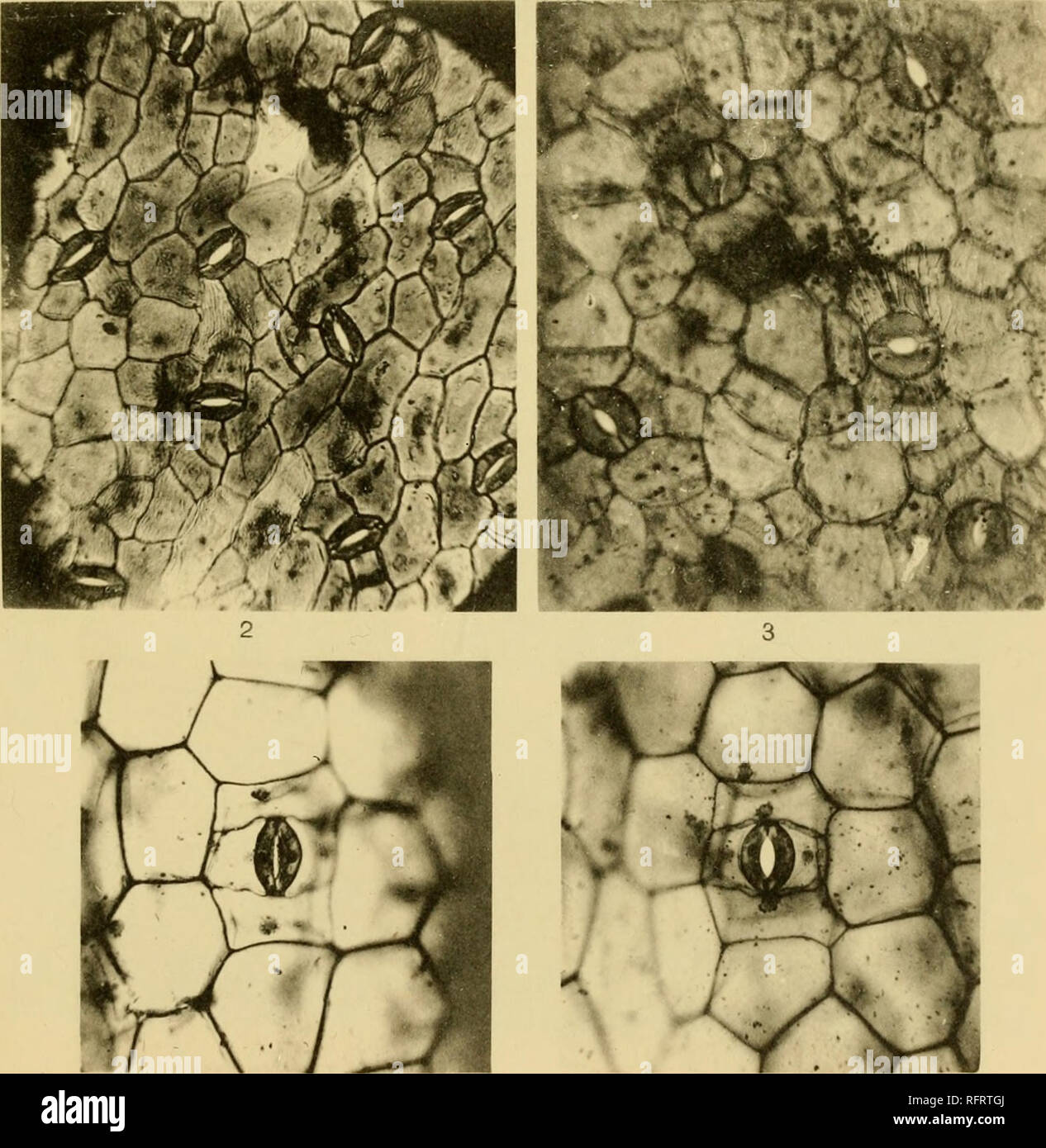 Open and closed stomata hi-res stock photography and images - Alamy