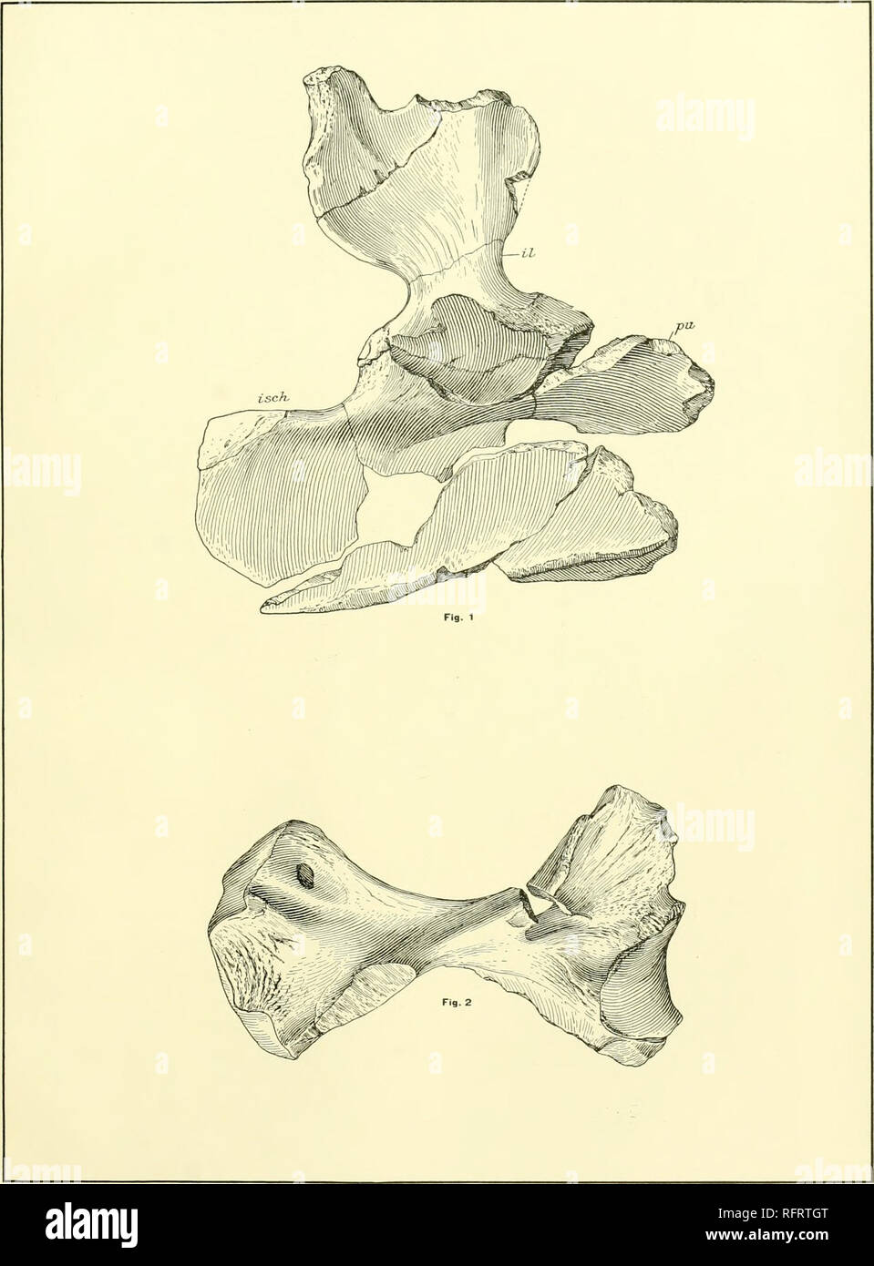 Laosaurus hi-res stock photography and images - Alamy