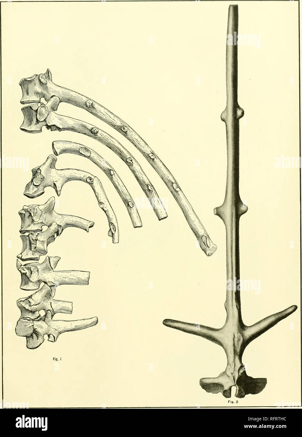 Naosaurus hi-res stock photography and images - Alamy