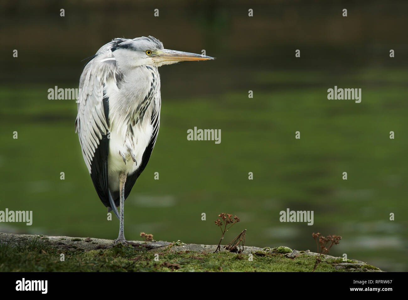 A grey heron stands crouched head into body on one leg at the side of a ...