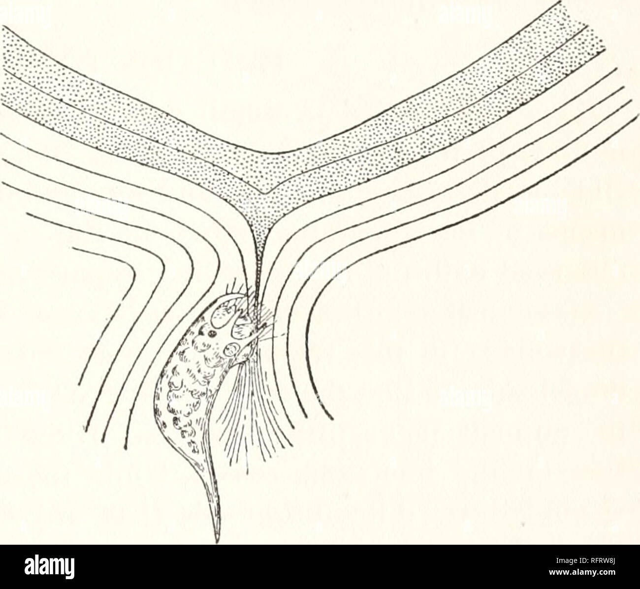 Brachionus pala hi-res stock photography and images - Alamy