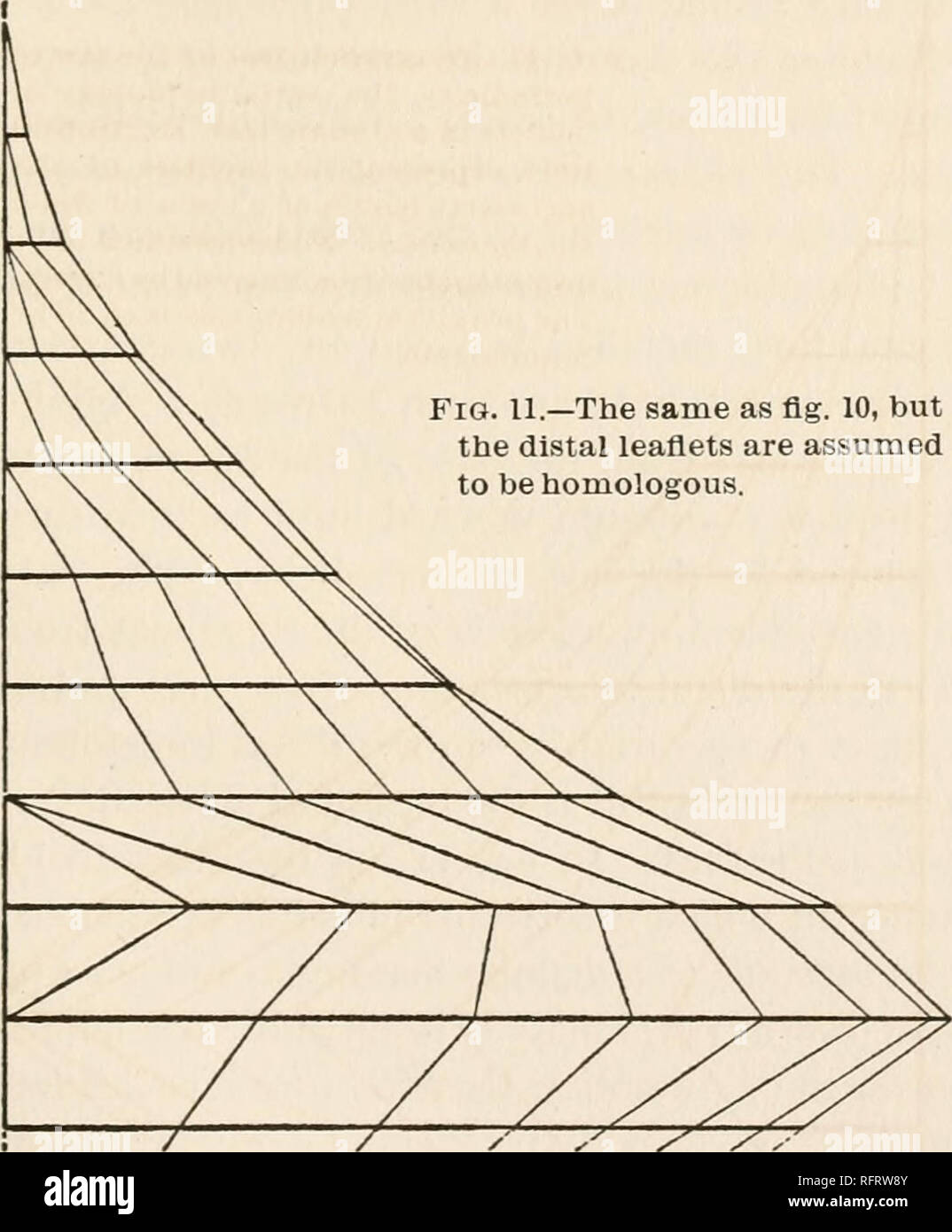 . Carnegie Institution of Washington publication. DEVELOPMENT OF SIUM ...