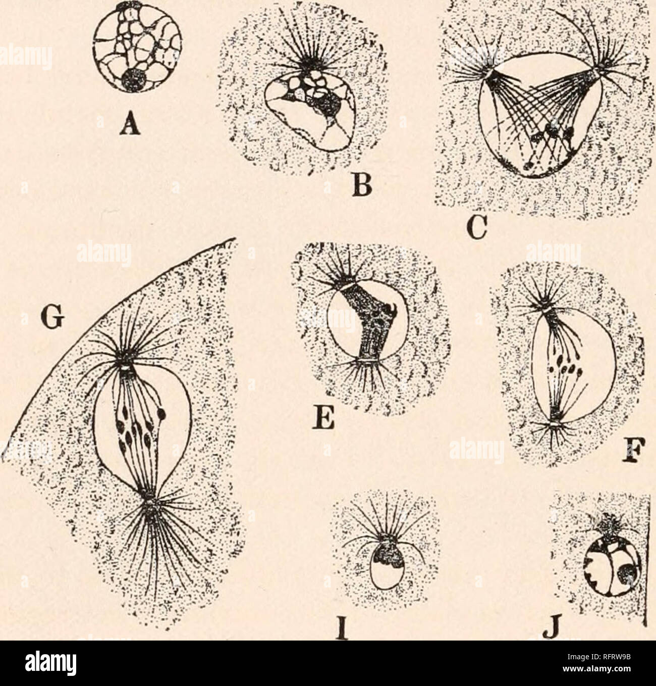 Centrosome microscope hi-res stock photography and images - Alamy