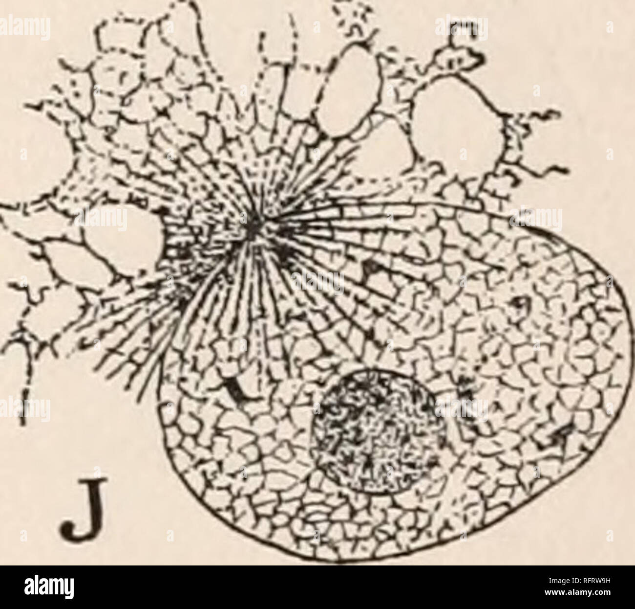 Tetraspore hi-res stock photography and images - Alamy