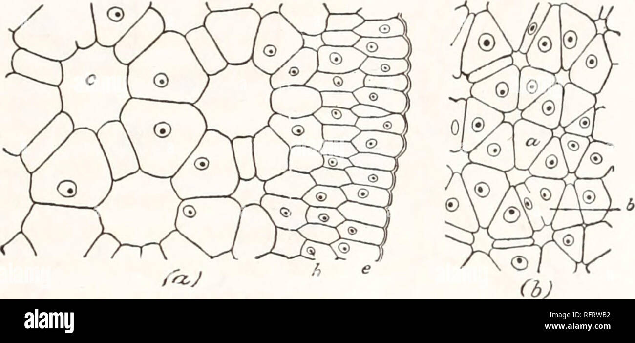 . Carnegie Institution of Washington publication. STRUCTURE. 37 The ...