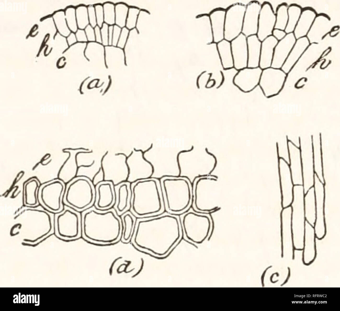 . Carnegie Institution of Washington publication. THE WATERLILIES. long ...