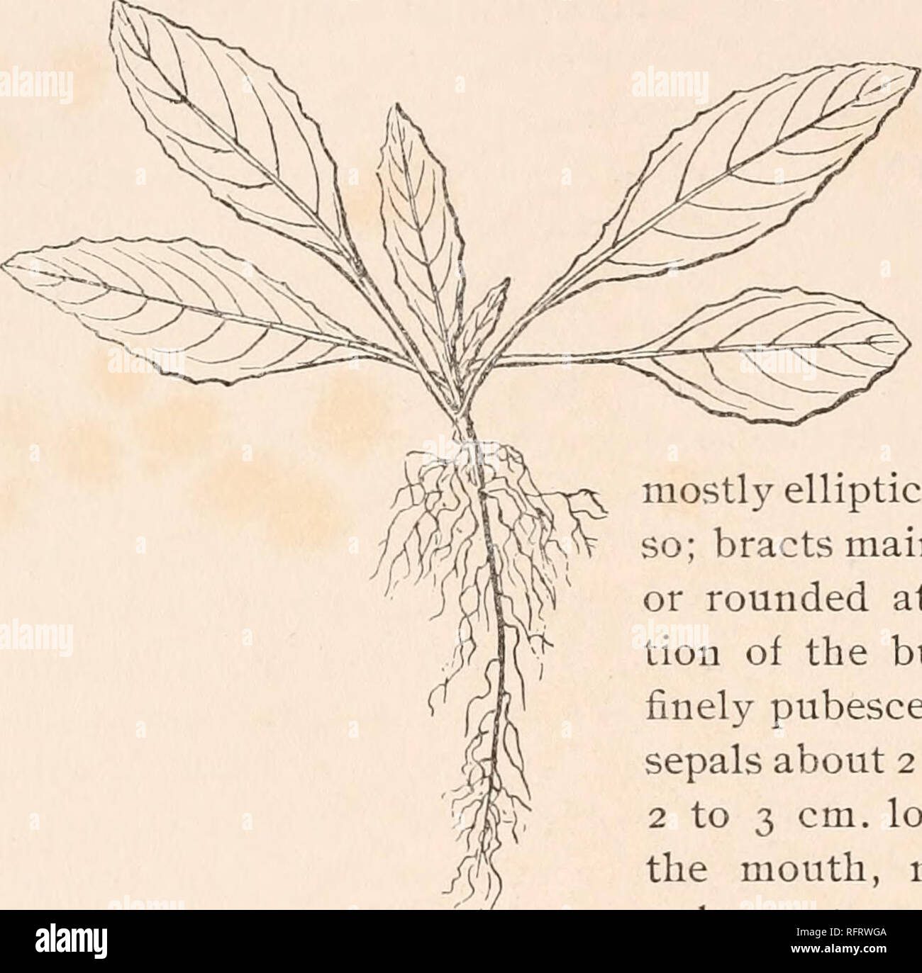 2 5 meter long plant hi-res stock photography and images - Alamy