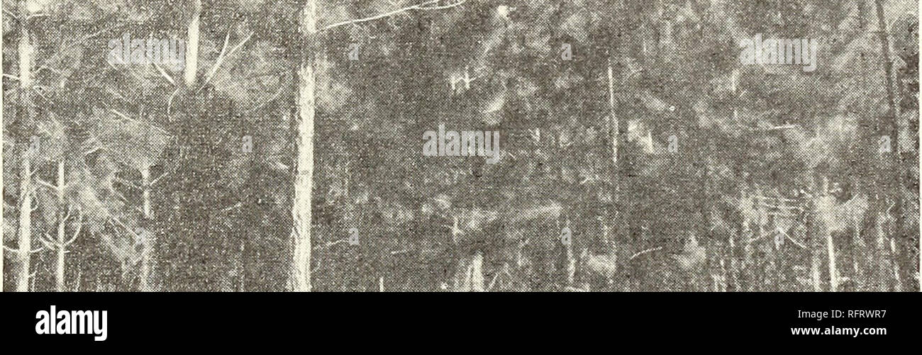 Pinus Caribaea High Resolution Stock Photography and Images - Alamy