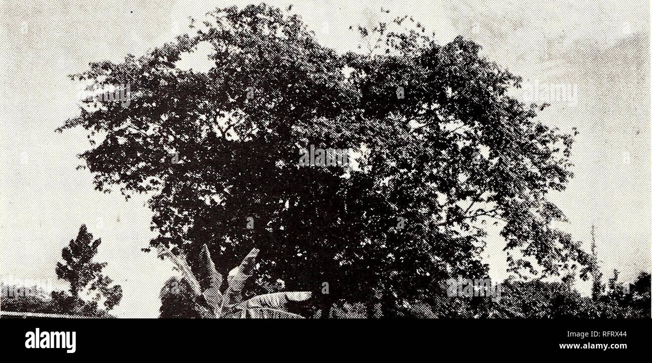 Arbol y su sombra hi-res stock photography and images - Alamy
