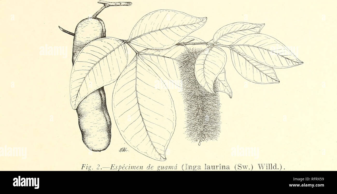 . The Caribbean forester. Forests and forestry Caribbean Area ...