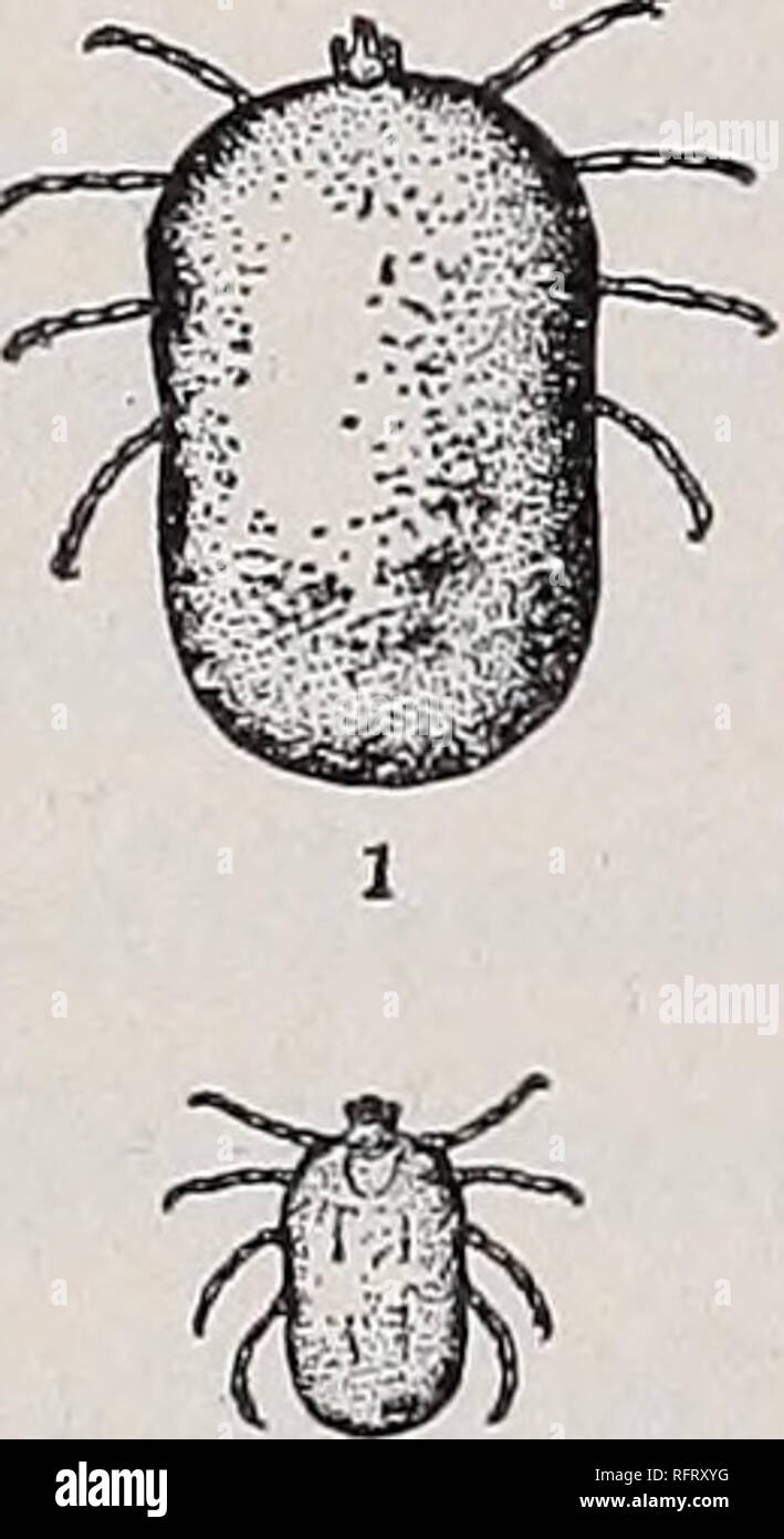 Boophilus Annulatus