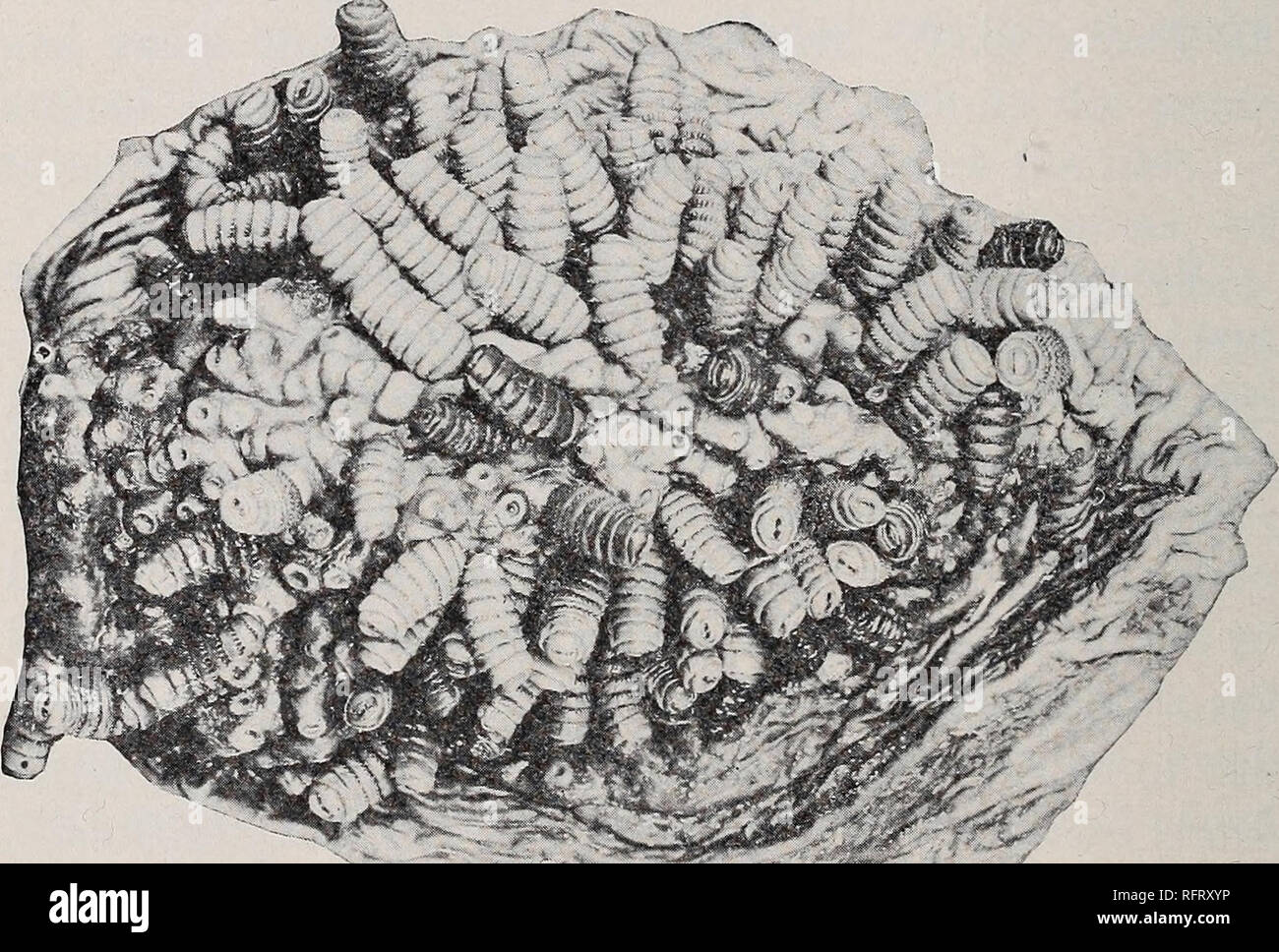 Bot with holes hi-res stock photography and images - Alamy