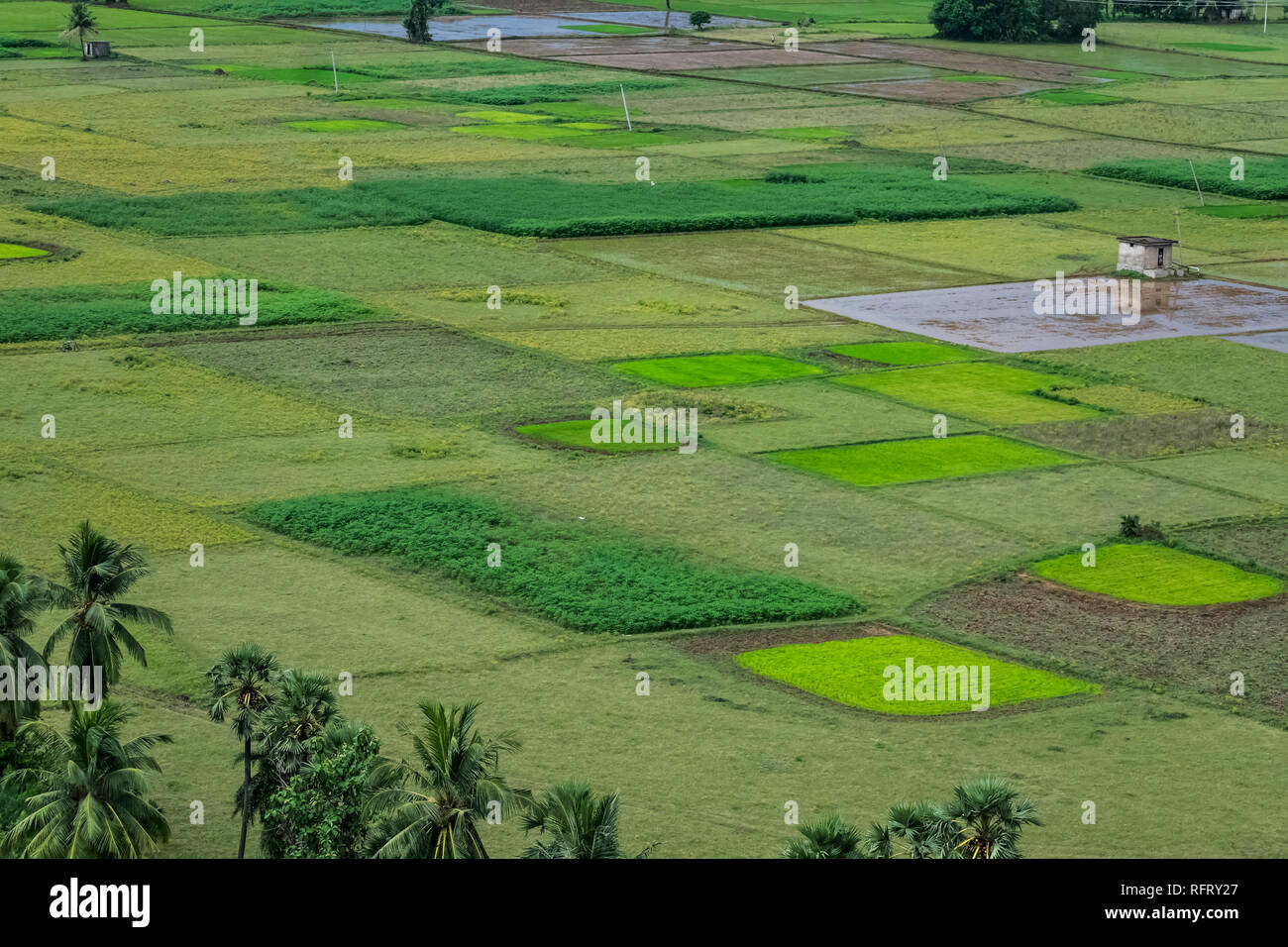 close view of coconut trees plantation in pattern at greenery field ...