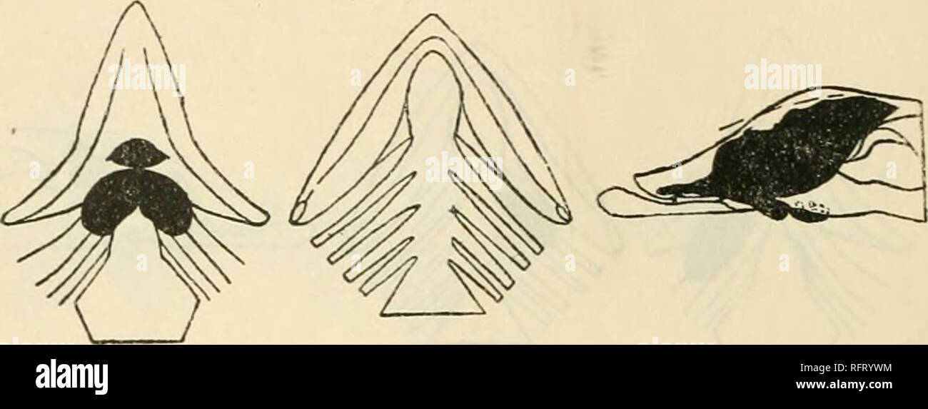 . Carcinoma of the thyroid in the salmonoid fishes. Cancer; Goiter ...