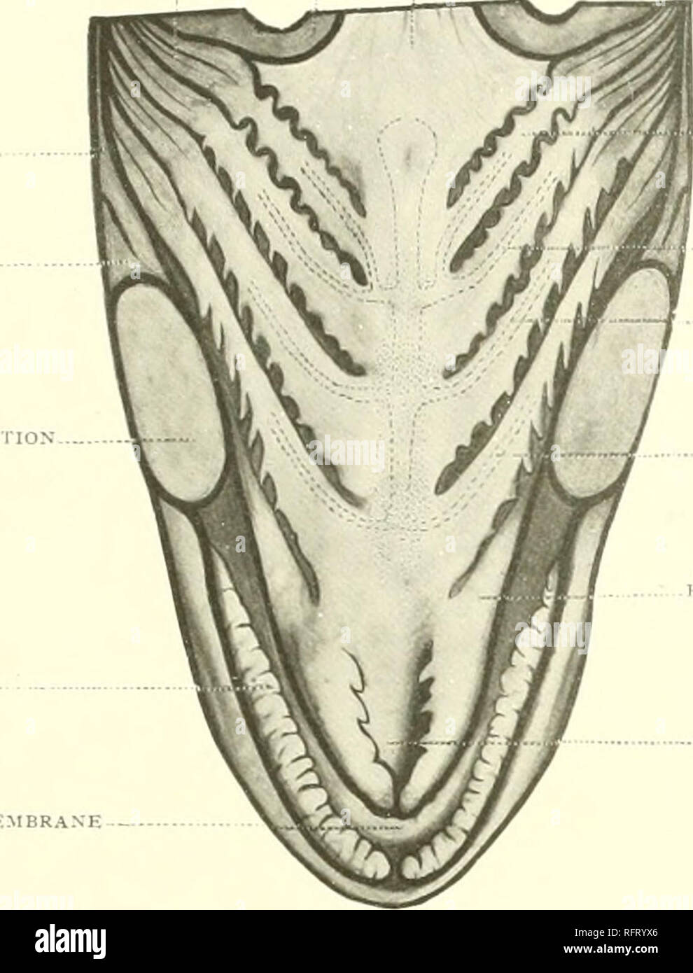 . Carcinoma of the thyroid in the salmonoid fishes. Trout; Thyroid ...