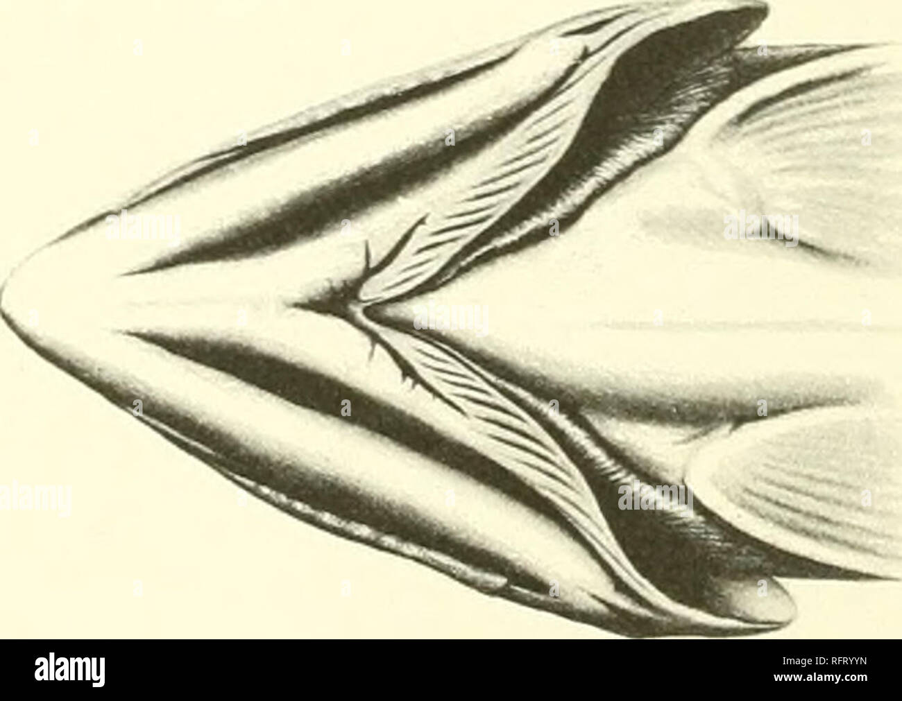 . Carcinoma of the thyroid in the salmonoid fishes. Trout; Thyroid ...