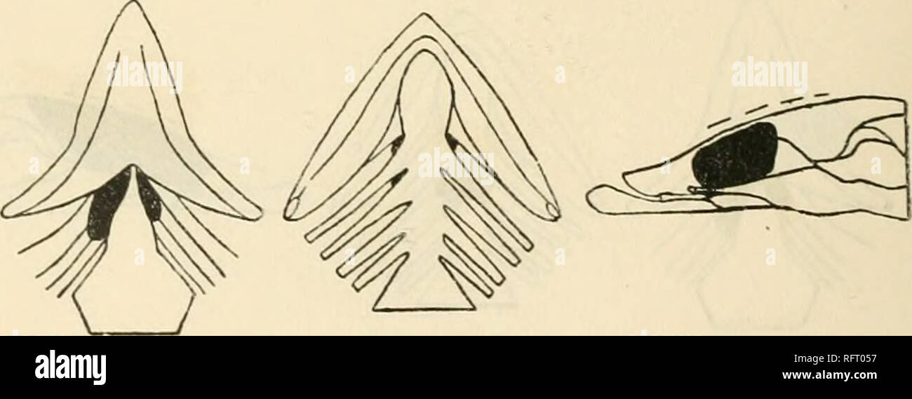 . Carcinoma of the thyroid in the salmonoid fishes. Cancer; Goiter ...