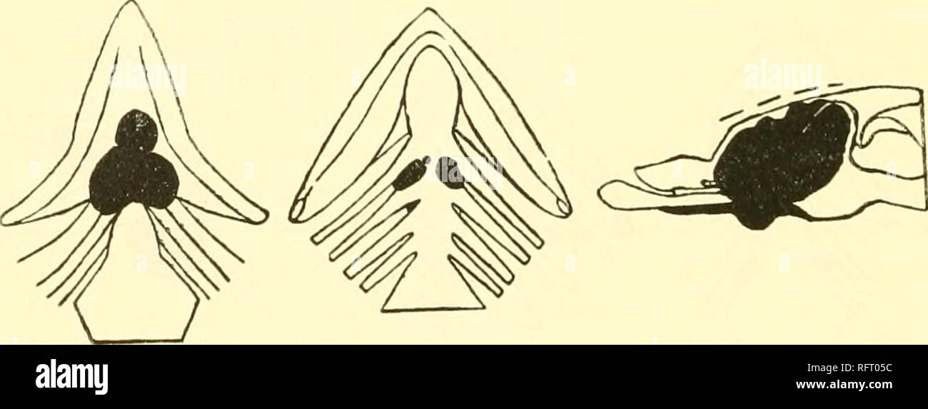 . Carcinoma of the thyroid in the salmonoid fishes. Trout; Thyroid ...