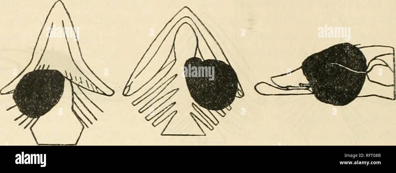. Carcinoma of the thyroid in the salmonoid fishes. Cancer; Goiter ...