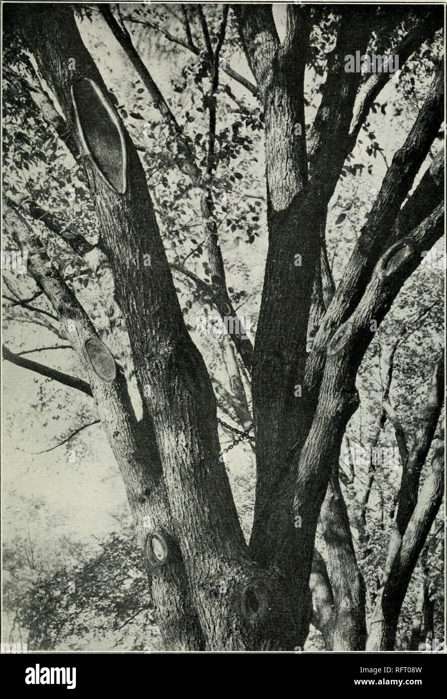 Flush pruning of tree hi-res stock photography and images - Alamy