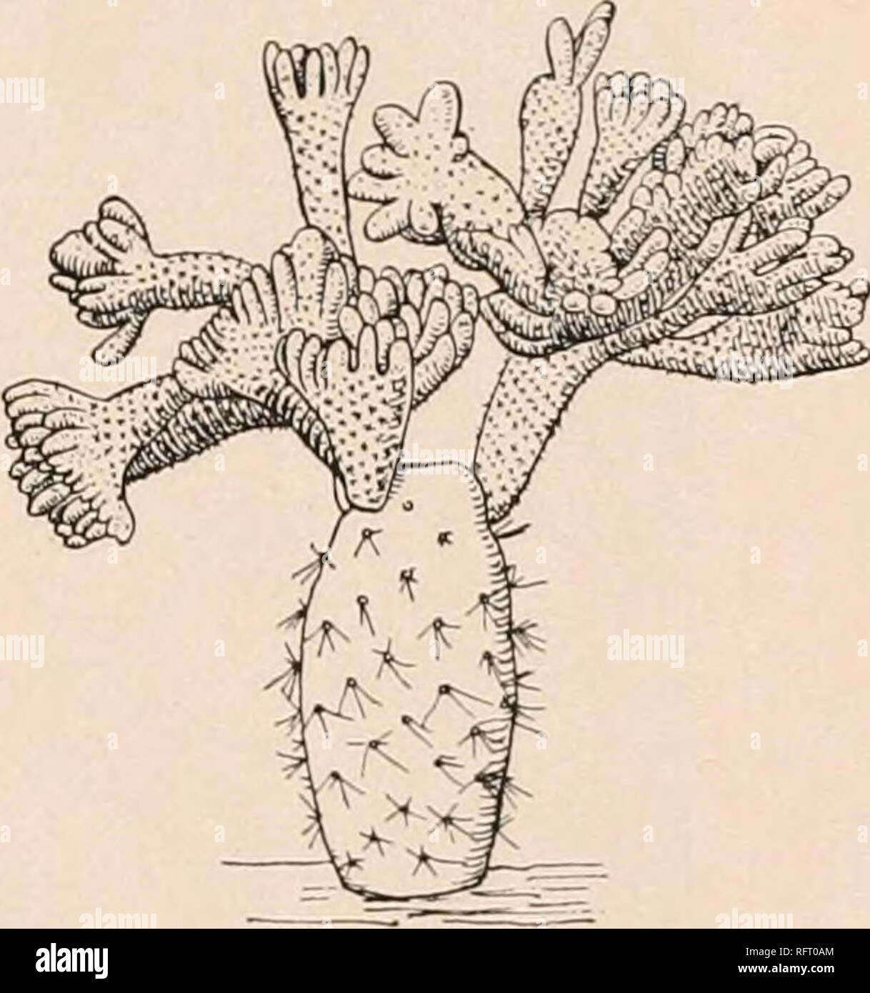 . Carnegie Institution of Washington publication. OPUNTIA. 73 long ...