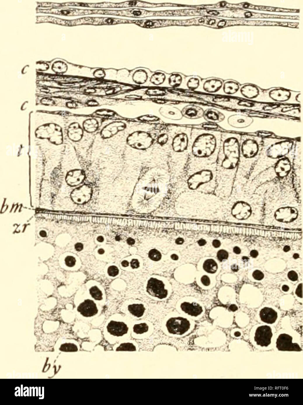 Marginal sinus hi-res stock photography and images - Alamy